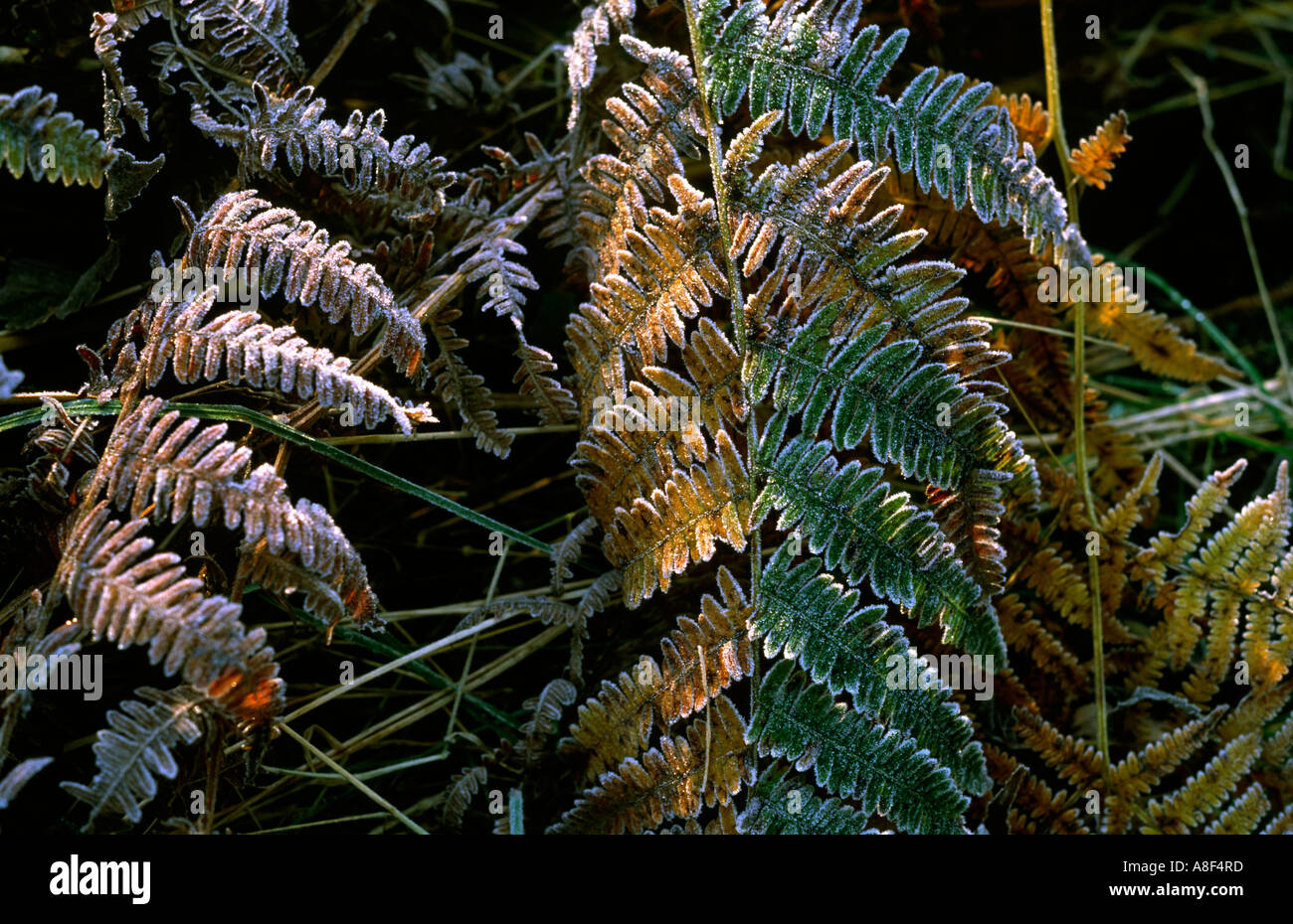 Bracken in frost Stock Photo - Alamy