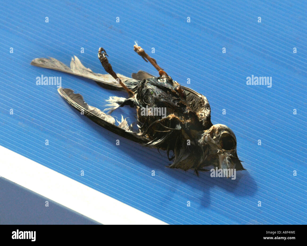 Remains Of A Dead Sparrow Stock Photo - Alamy