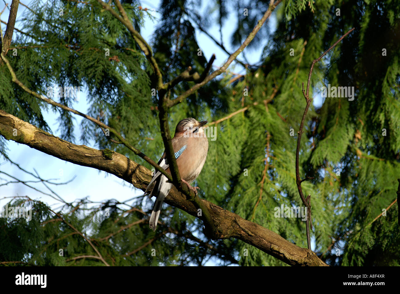 Jay perched in tree, Llandaff Cathedral grounds, Cardiff Stock Photo ...