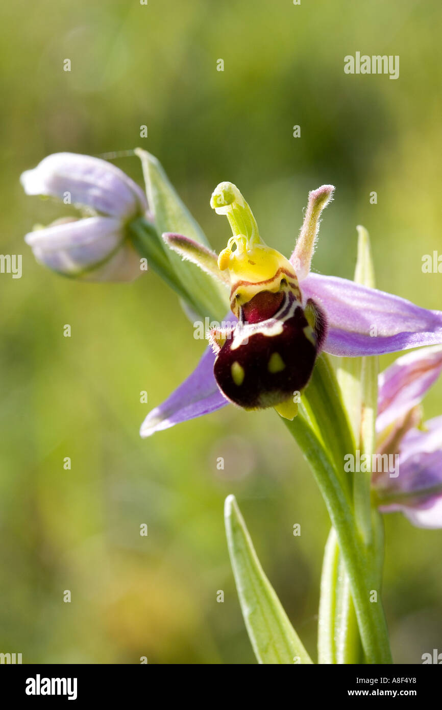 Bee Orchid Ophrys Apifera Stock Photo - Alamy