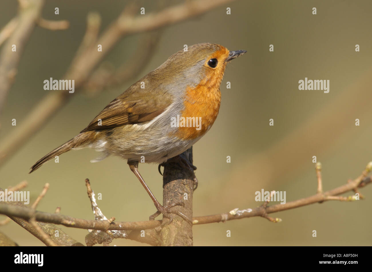 Robin in tree Stock Photo - Alamy