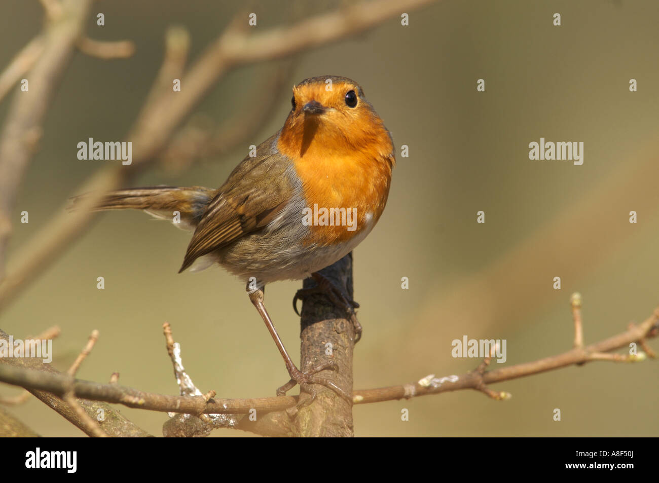 Robin staring hi-res stock photography and images - Alamy
