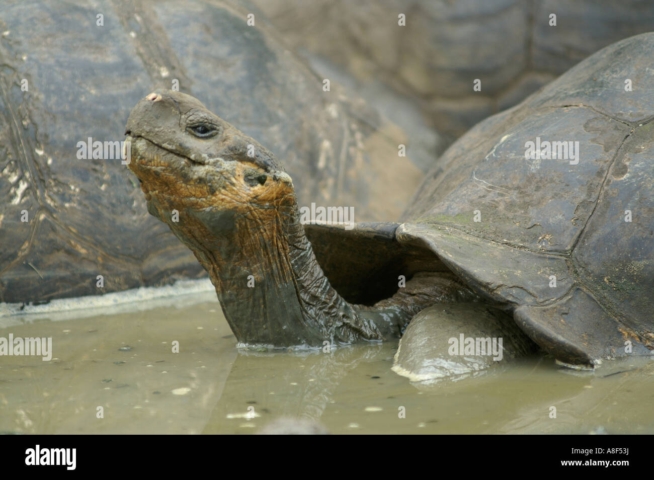 Galapagos Giant Tortoises in pool, Santa Cruz highlands Stock Photo - Alamy