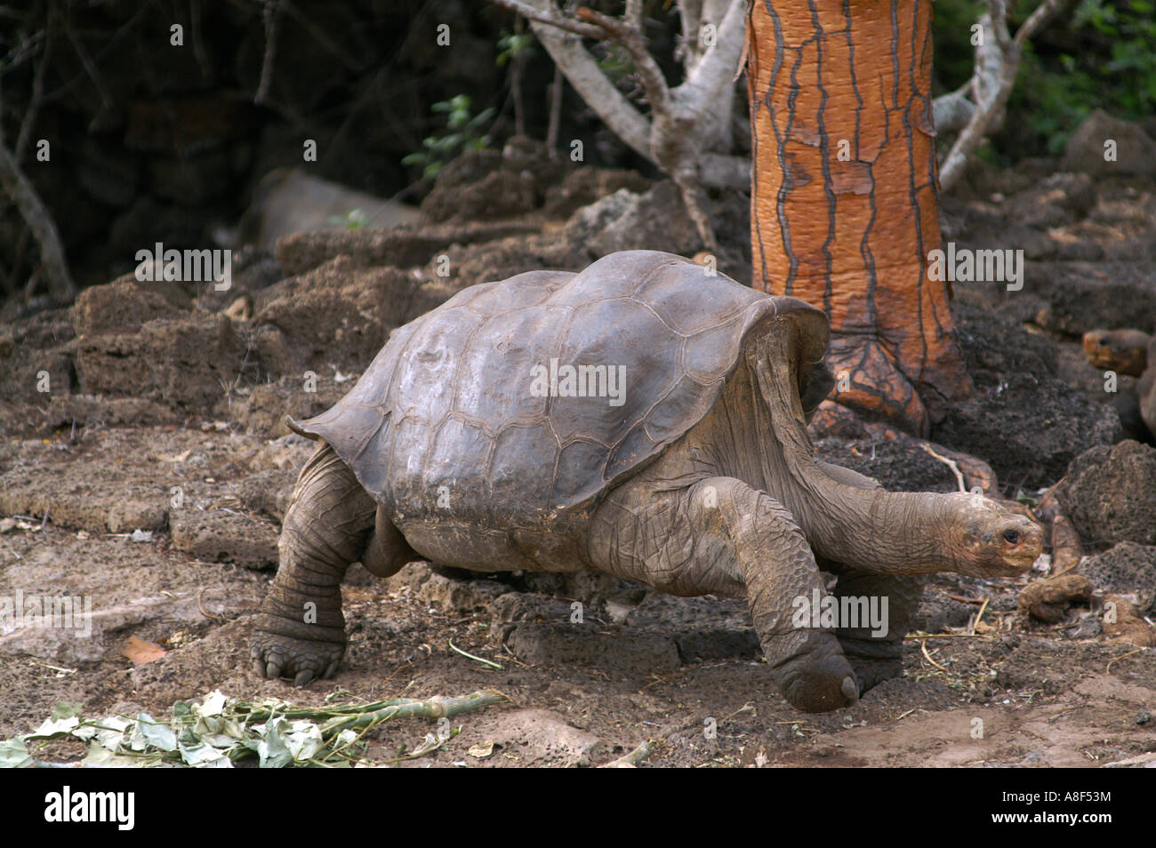 Lonesome george pinta hi-res stock photography and images - Alamy
