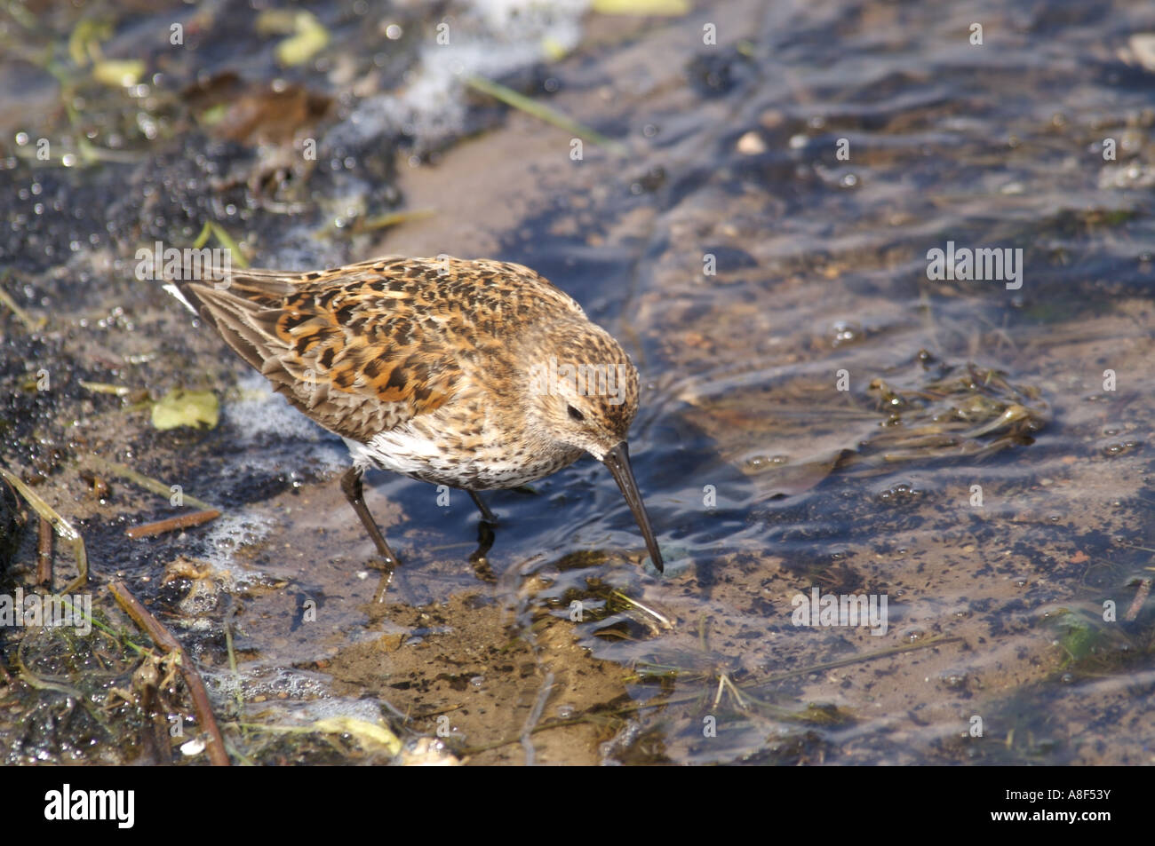 Dunlin feeding in moorland pool Stock Photo - Alamy