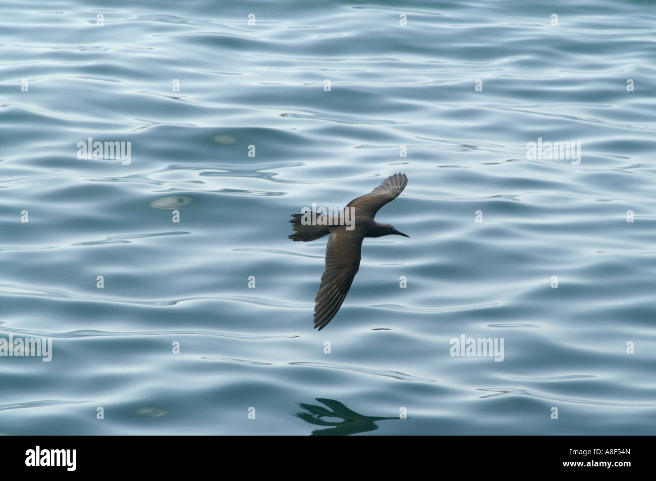 Common Noddy in flight Stock Photo - Alamy