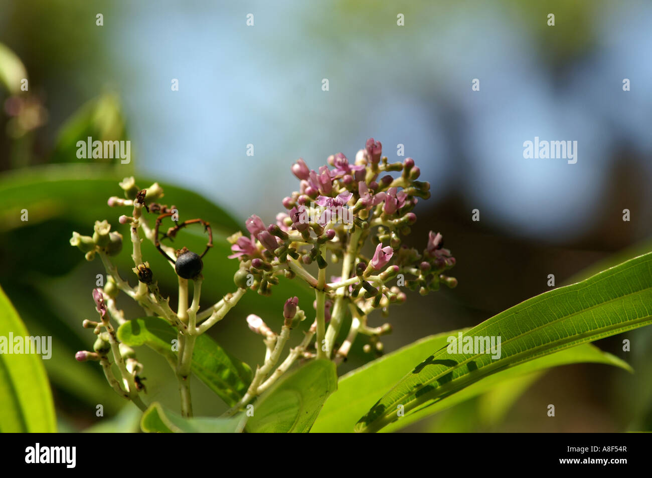 Miconia hi-res stock photography and images - Alamy