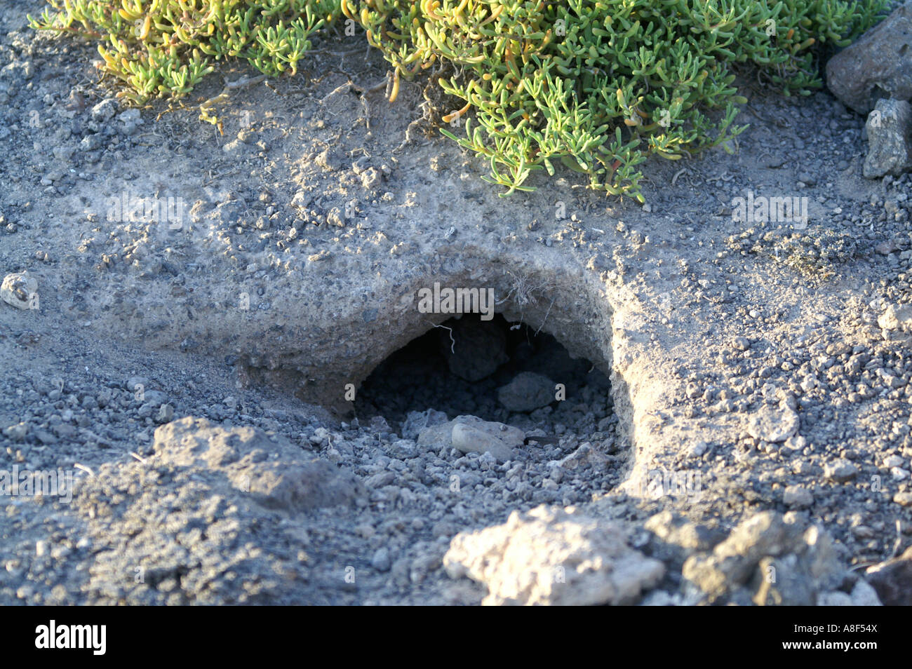 Land Iguana burrow Stock Photo - Alamy