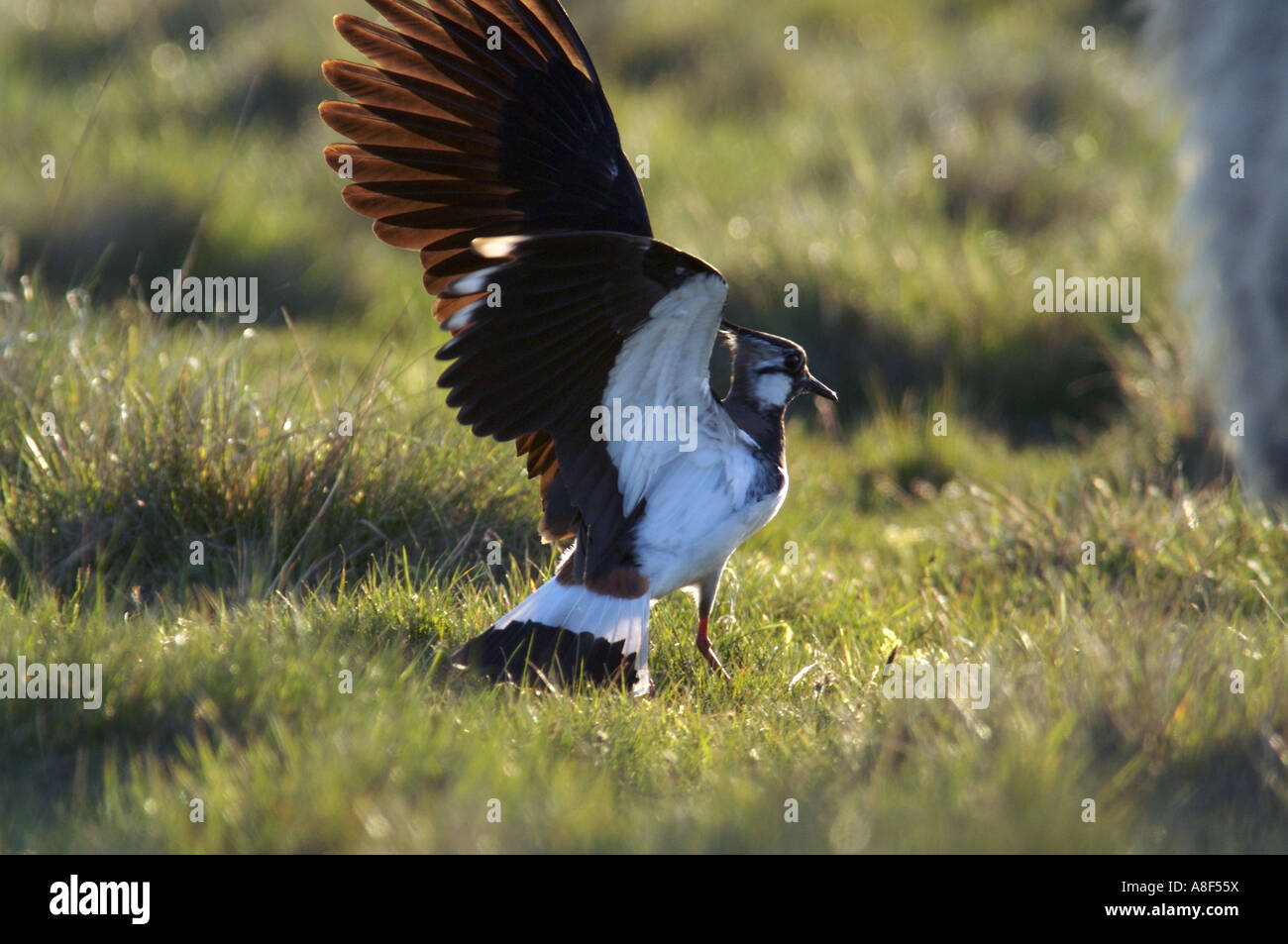 Lapwing displaying to warn sheep away from nest Stock Photo - Alamy