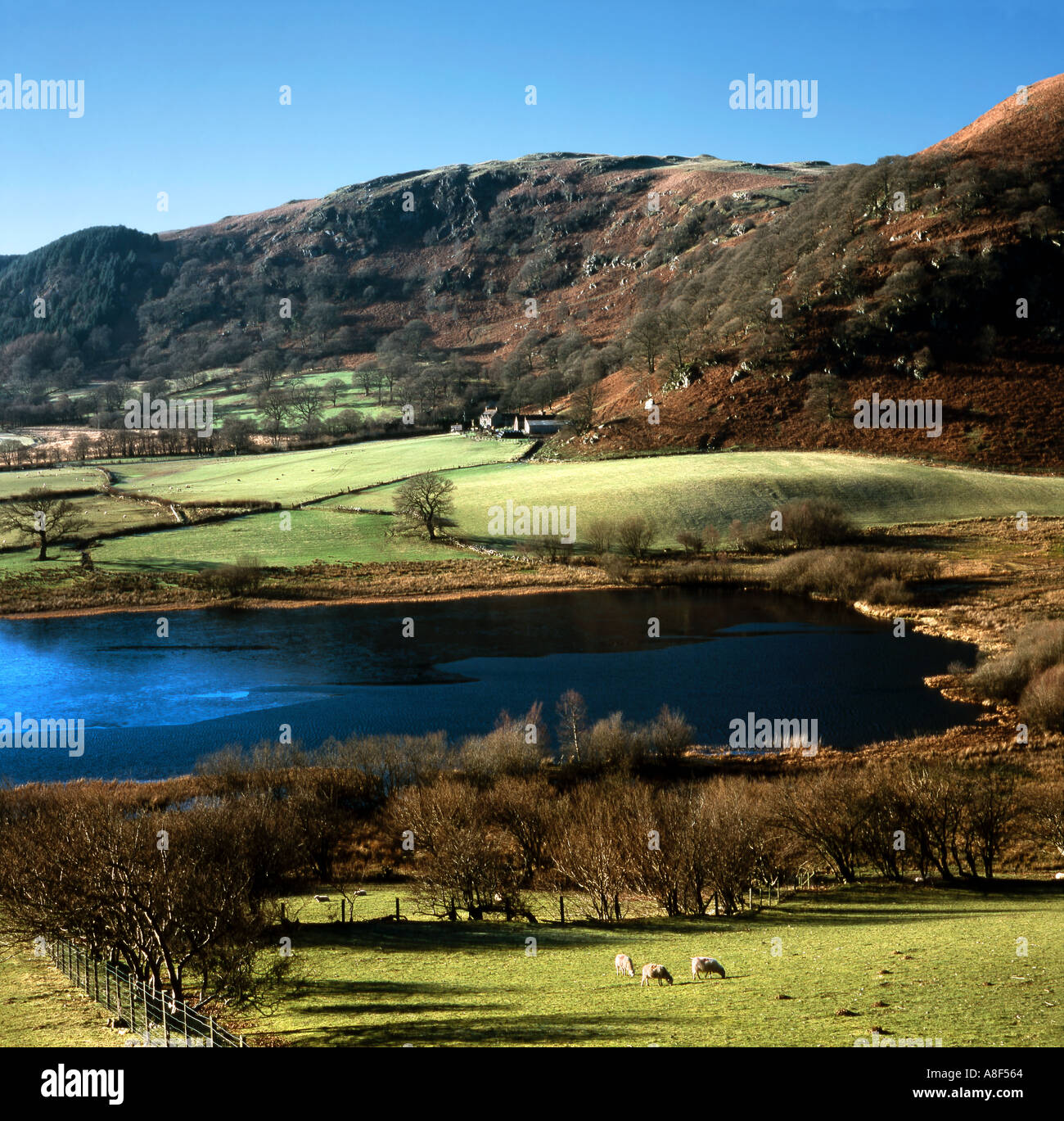 Lake and Farm near Rhayader Powys Wales UK Near Elan Valley Stock Photo ...