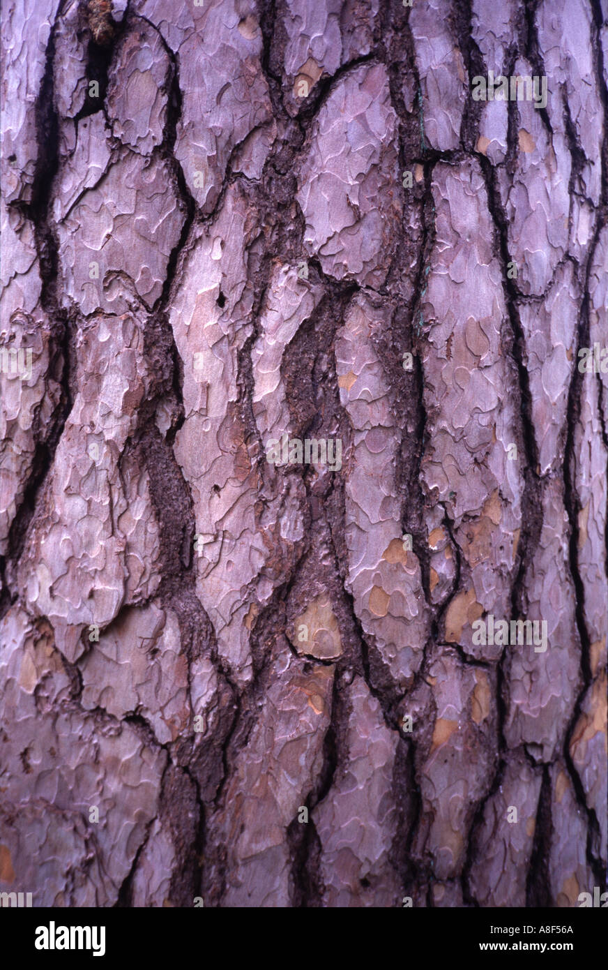 Close up of tree bark Stock Photo - Alamy