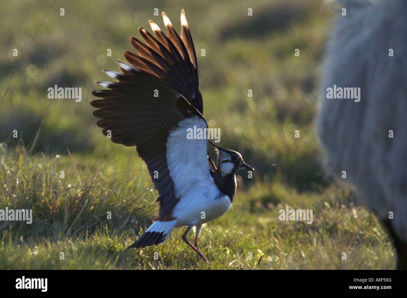 Lapwing displaying to warn sheep away from nest Stock Photo - Alamy