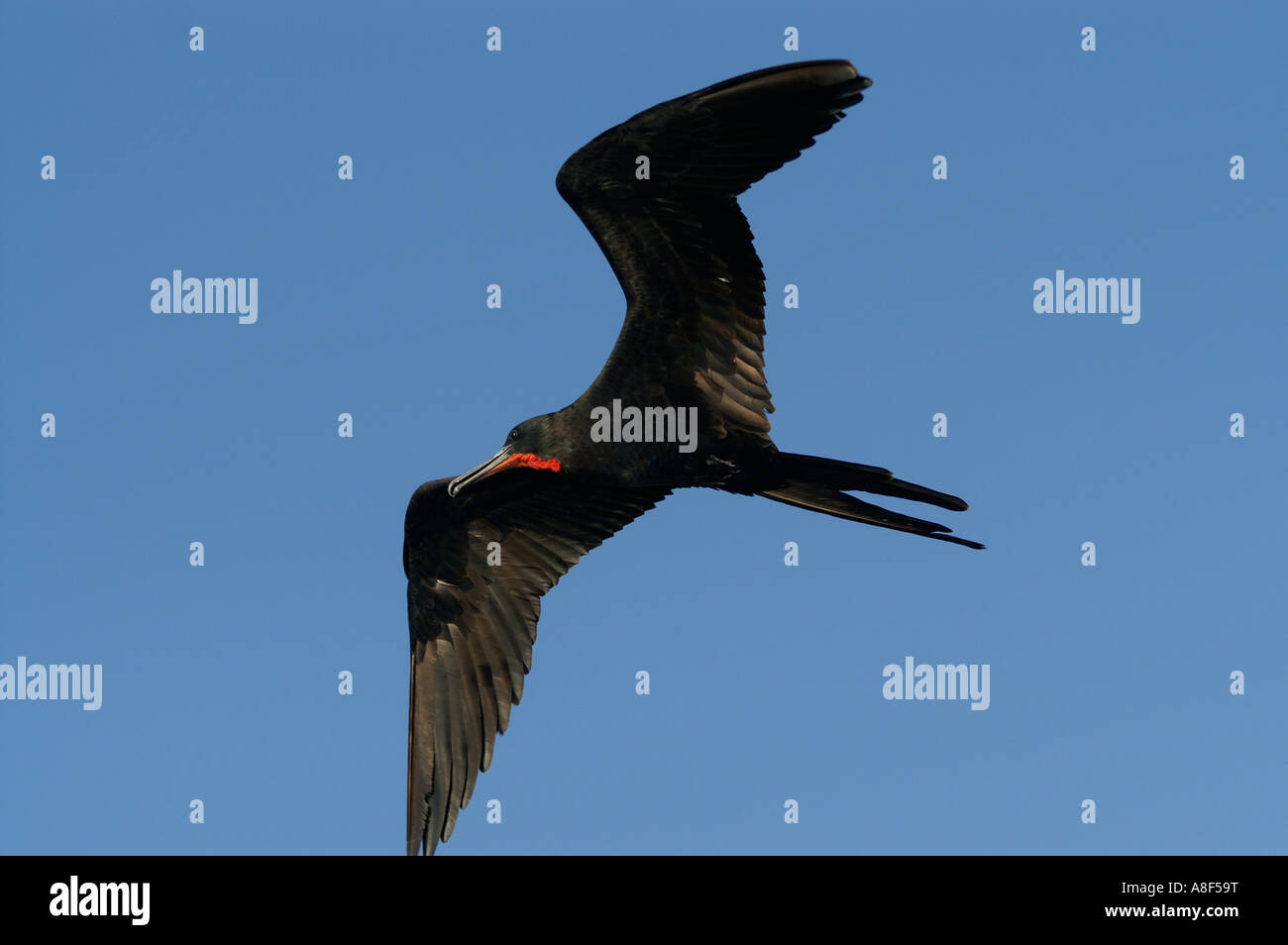 Frigatebird in flight Stock Photo - Alamy