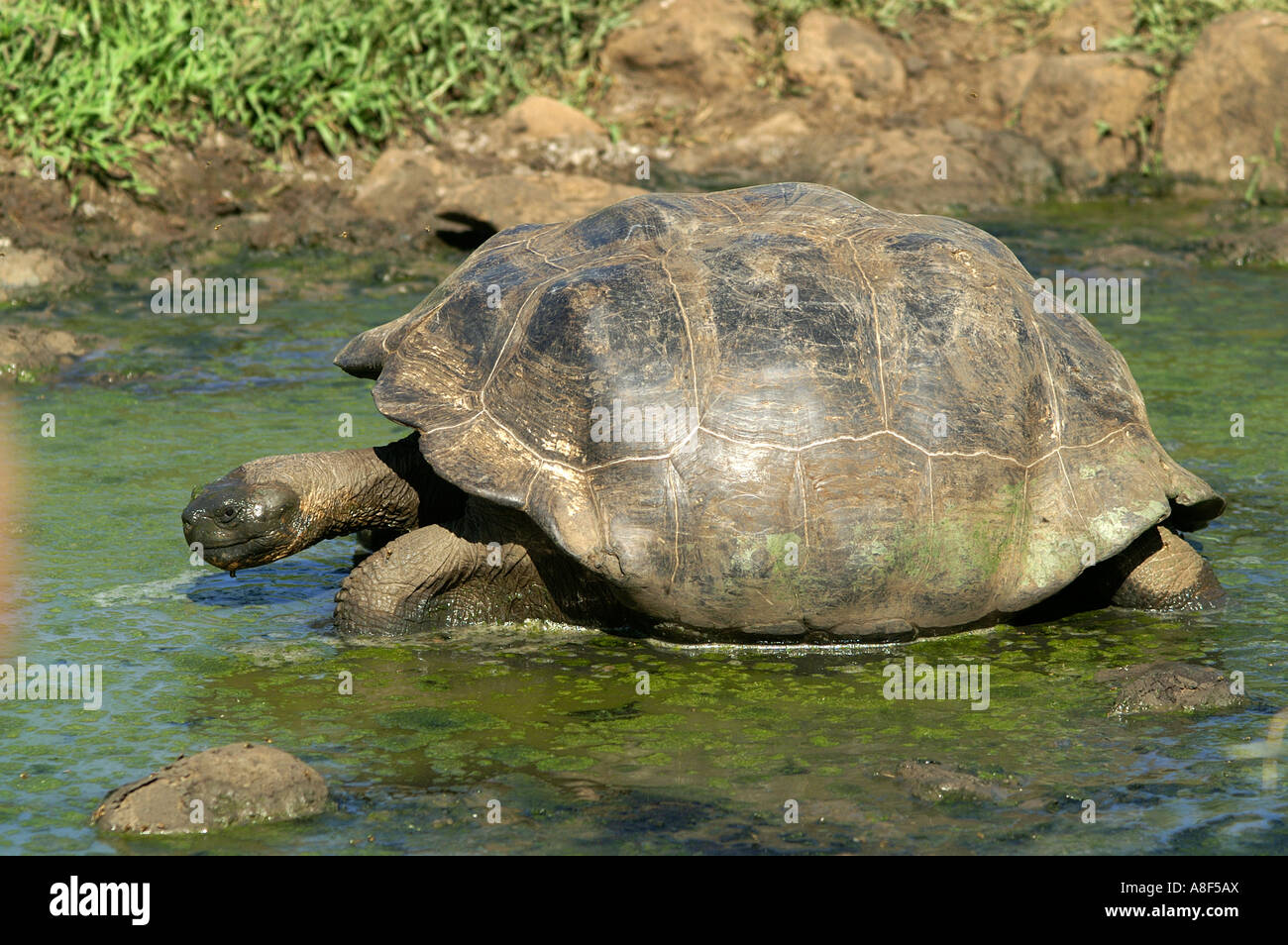 Giant tortoise in pool, Santa Cruz highlands Stock Photo - Alamy