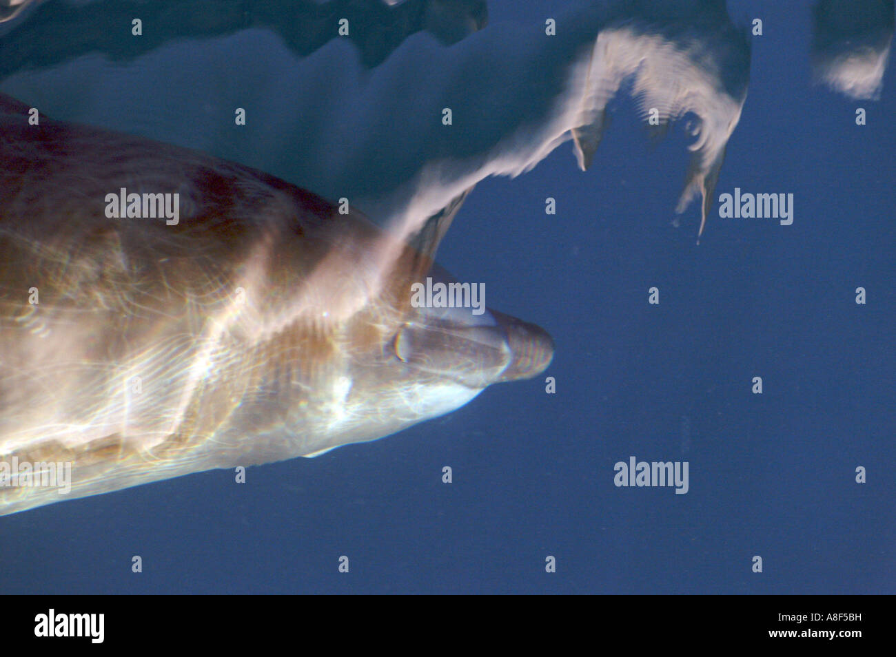 Dolphin riding bow wave Stock Photo - Alamy