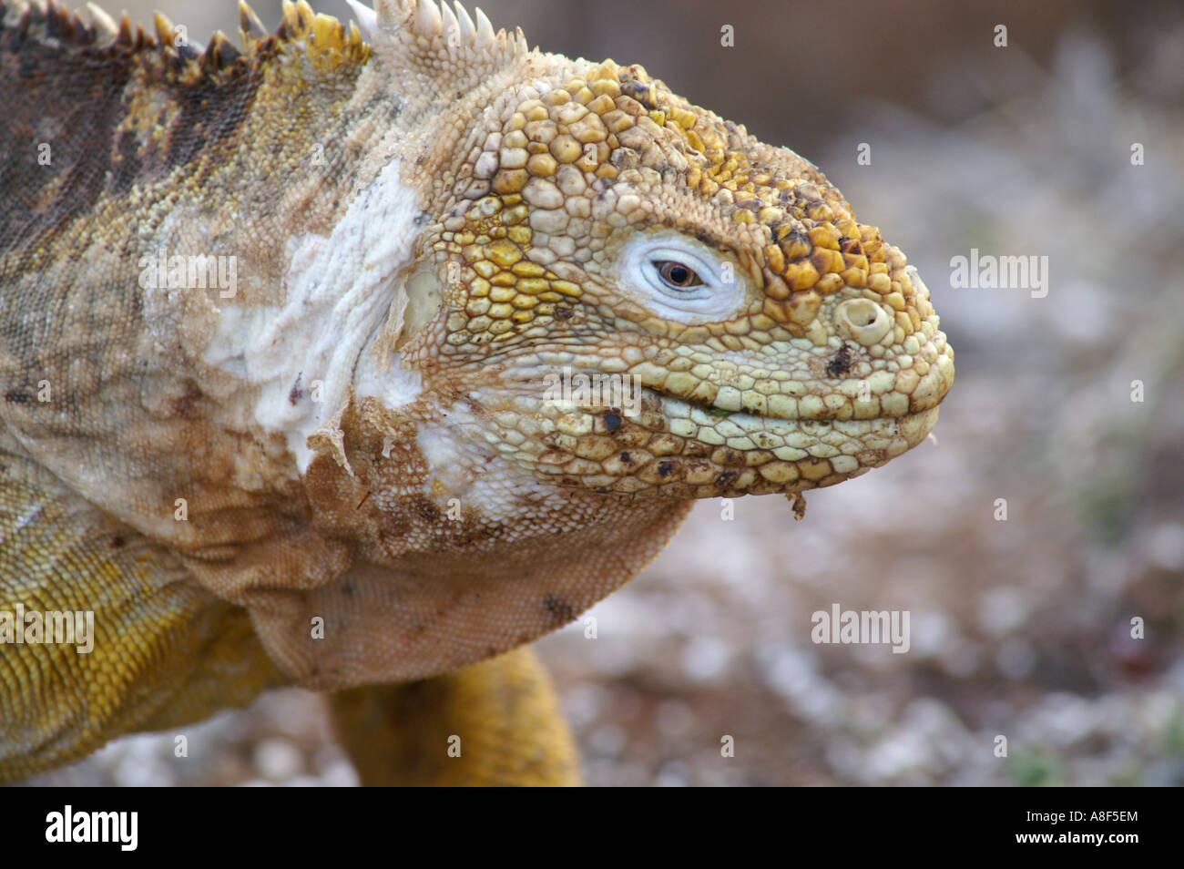 Galapagos Land Iguana Stock Photo - Alamy