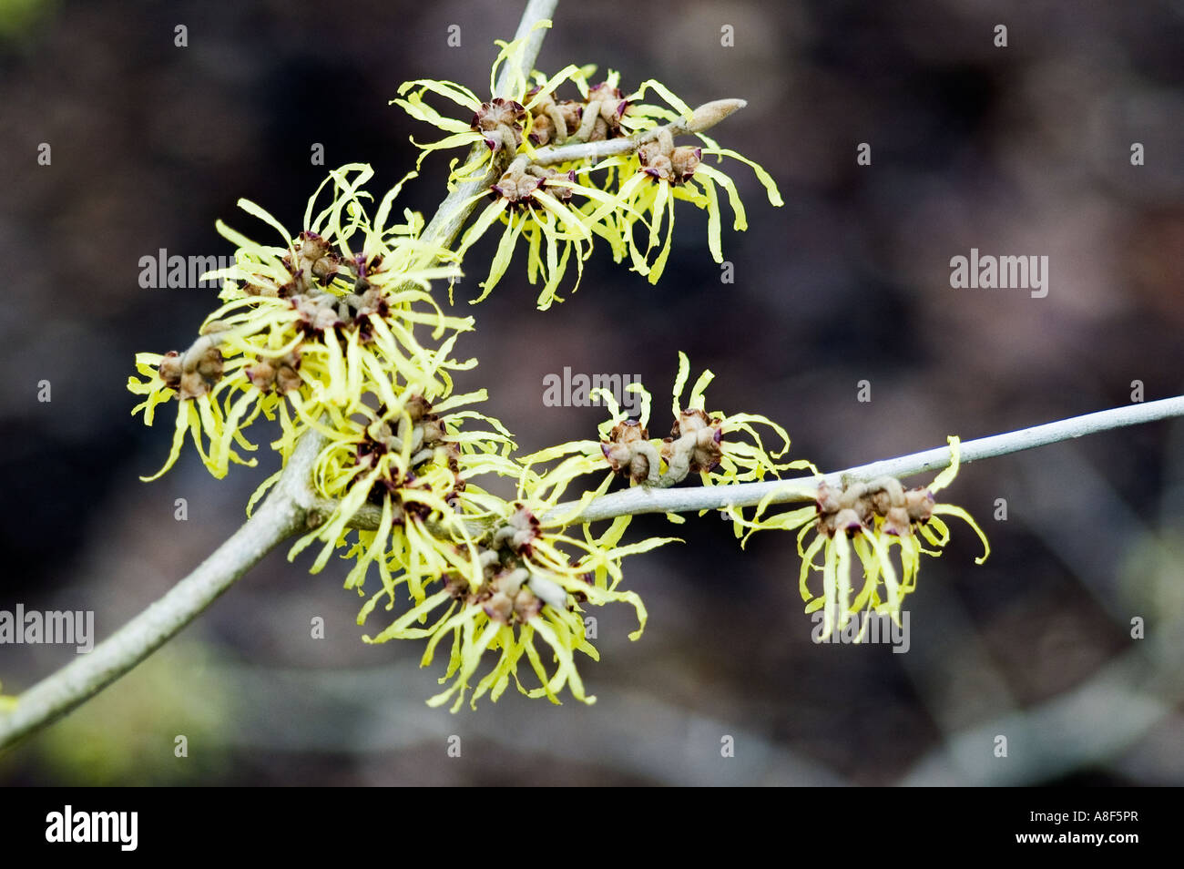 HAMAMELIS X INTERMEDIA PALLIDA FLOWERS SIR HAROLD HILLIERS GARDENS ...