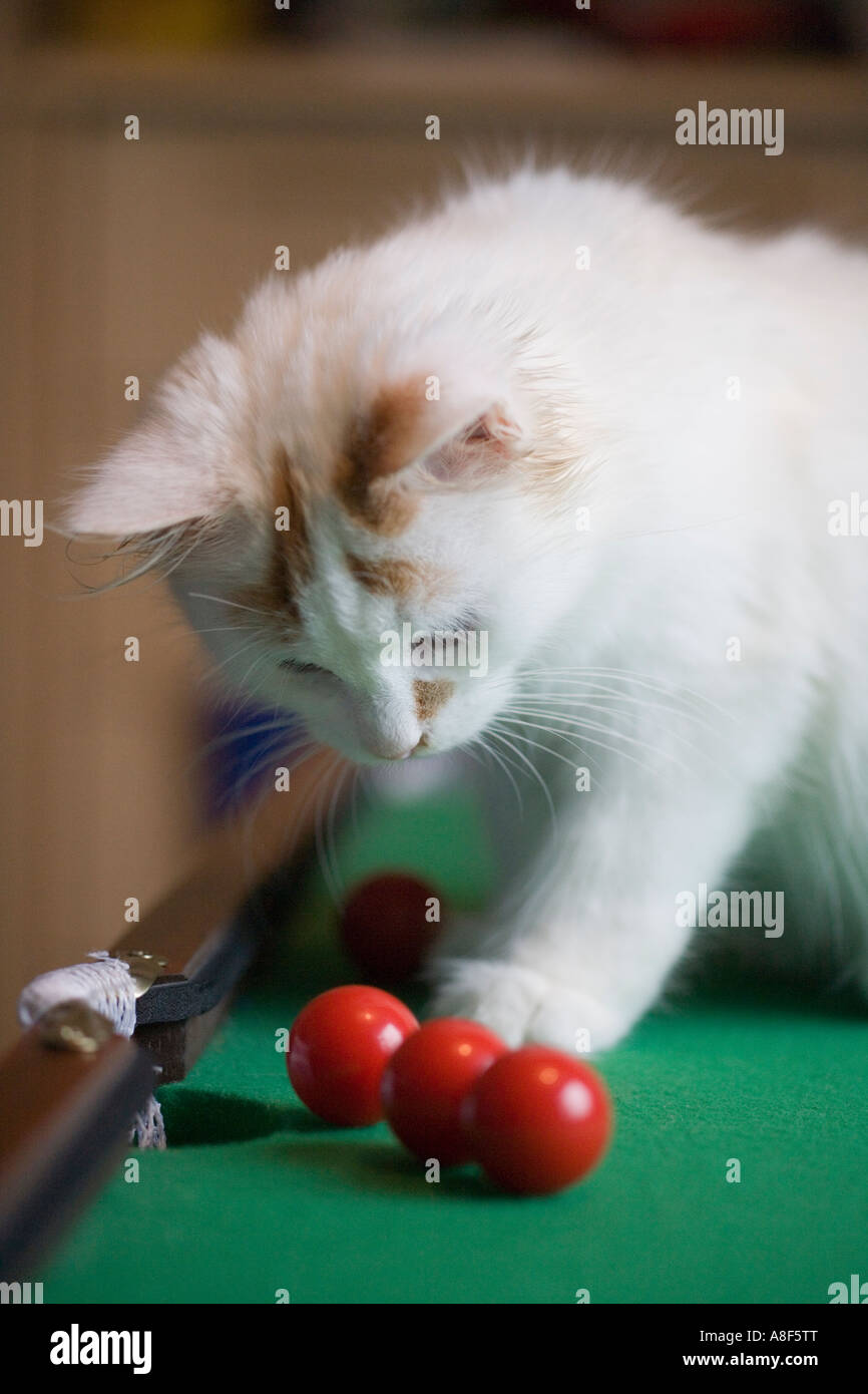 A white cat playing with balls on a snooker table Stock Photo - Alamy