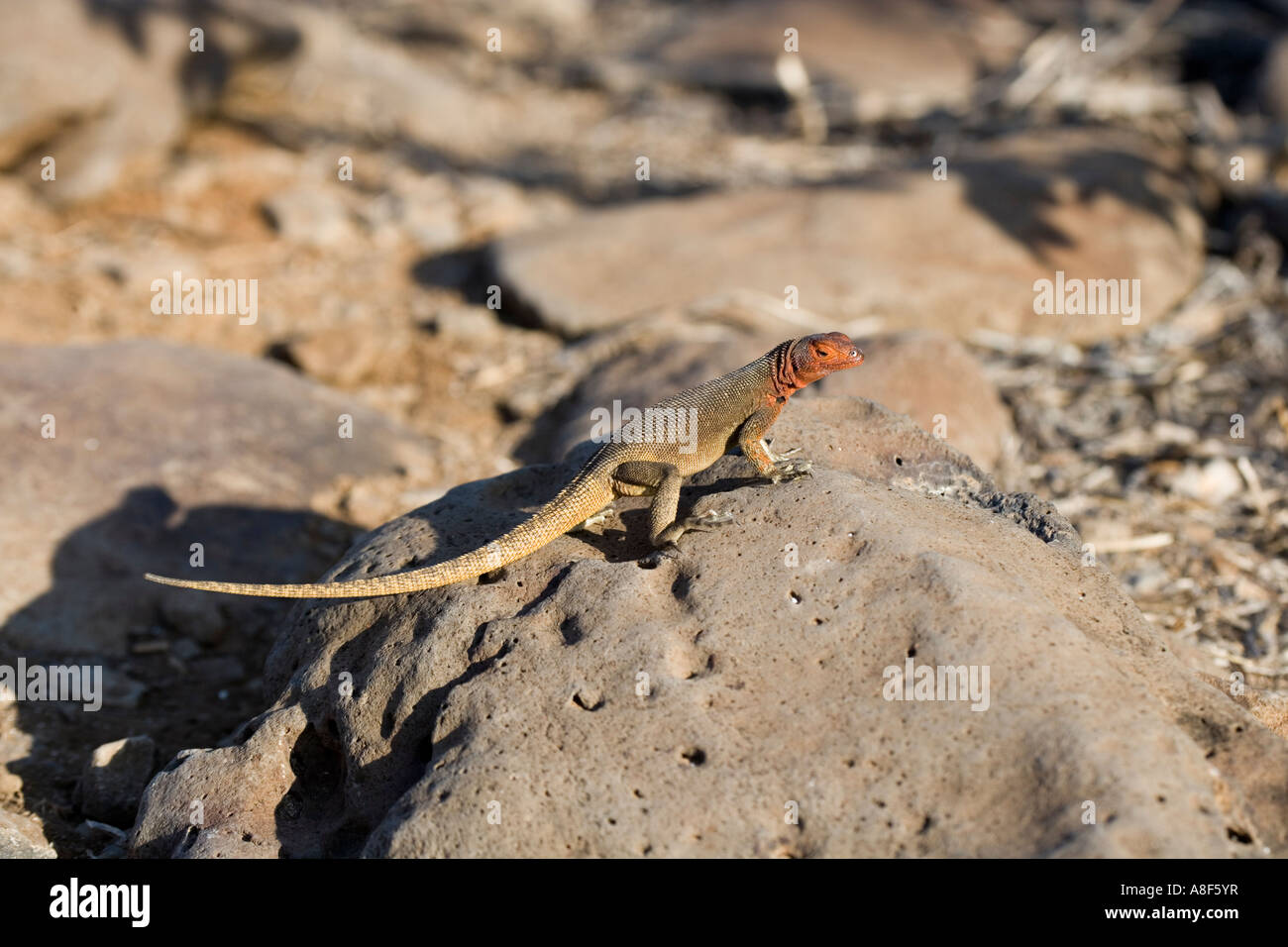 Female Lava Lizard Stock Photo - Alamy