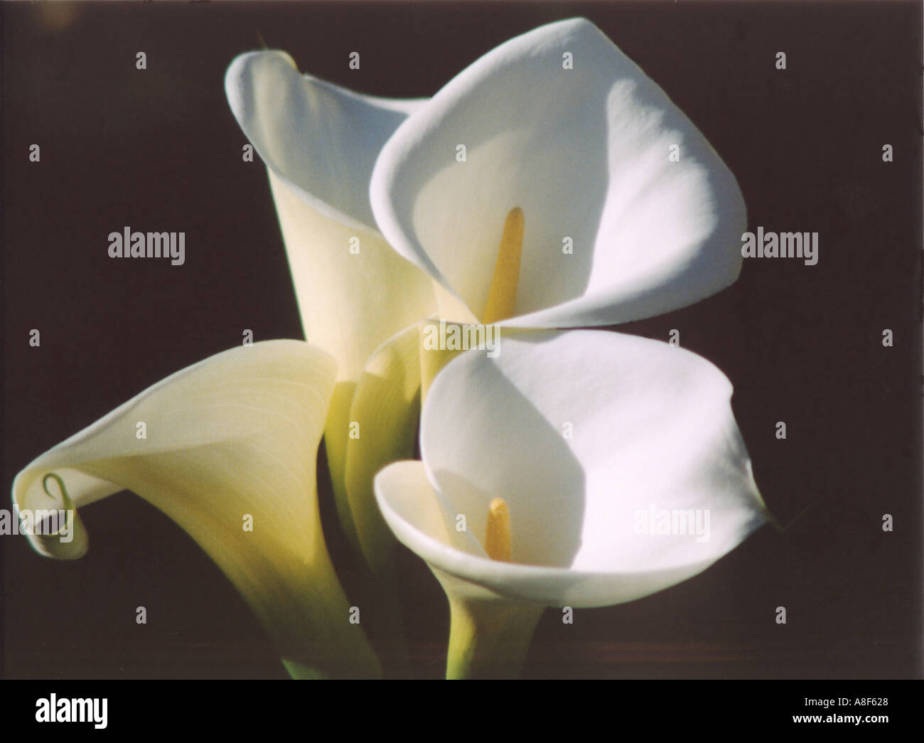 Arum lillies hi-res stock photography and images - Alamy