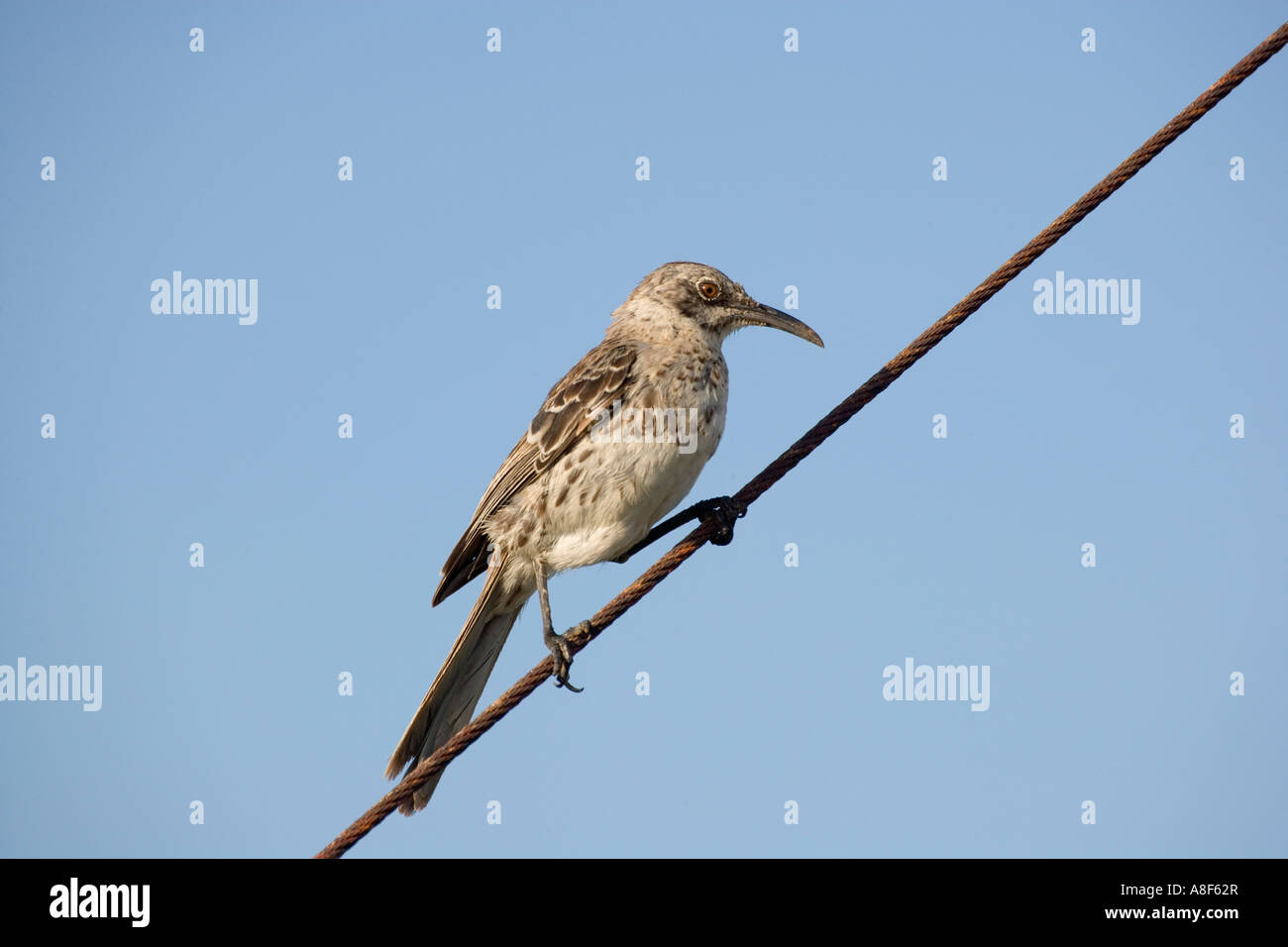 Galapagos Mocking Bird Stock Photo - Alamy