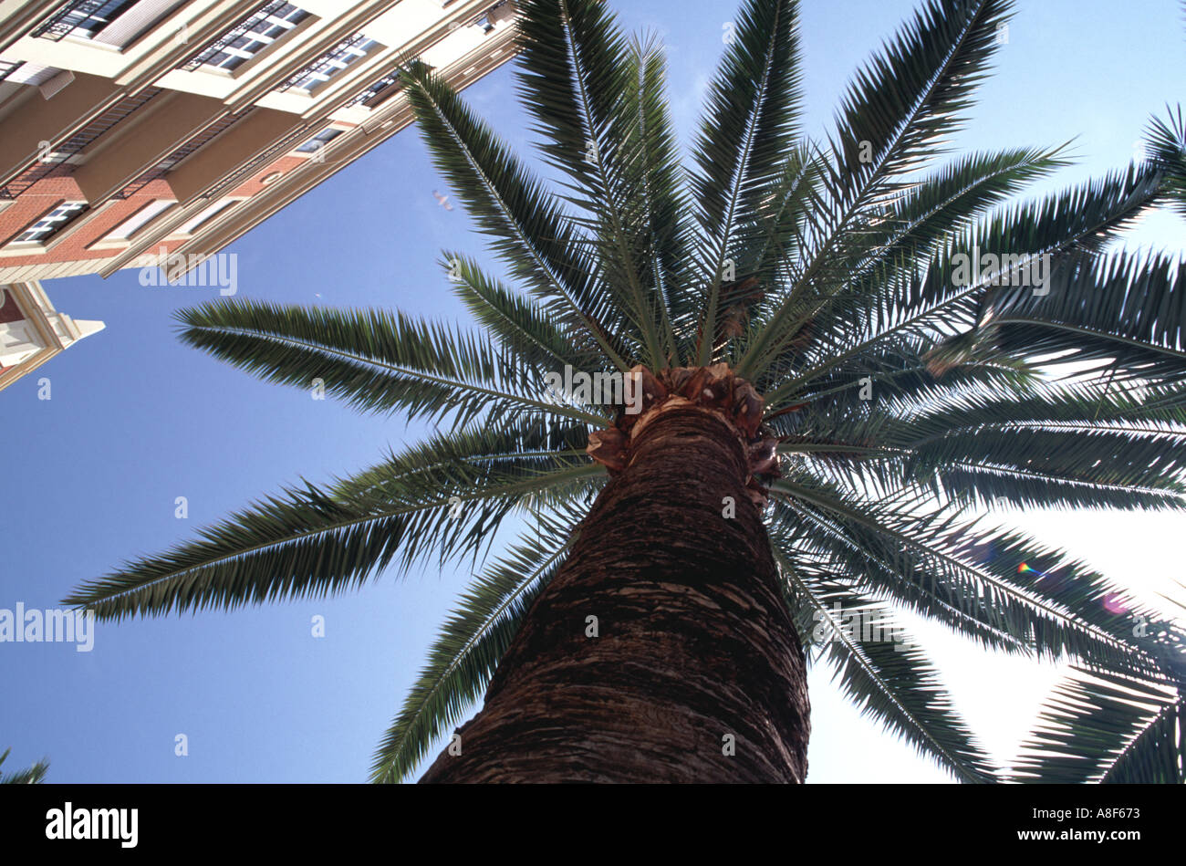 Palm Tree in Malaga Street Stock Photo - Alamy