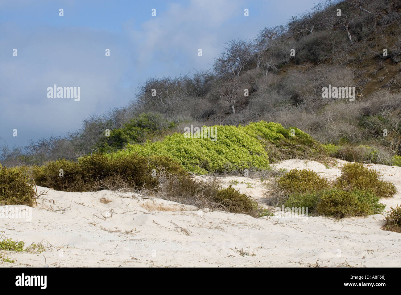 Nesting grounds of turtles at Punta Cormorant on the Island of Floreana ...