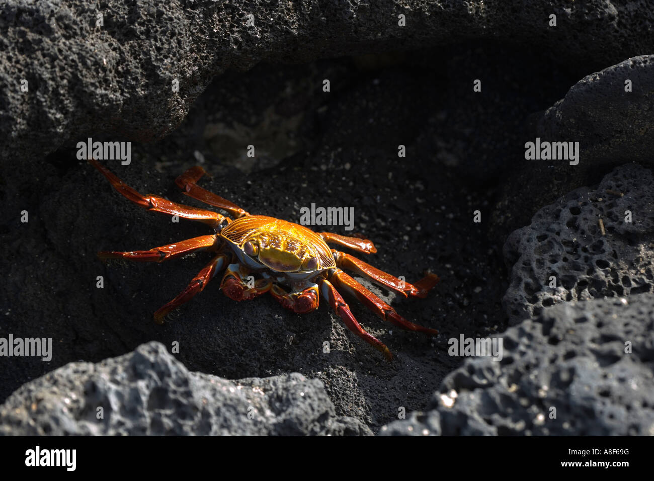 Sally lightfoot crab Grapsus grapsus in the Galapagos Archipelago ...