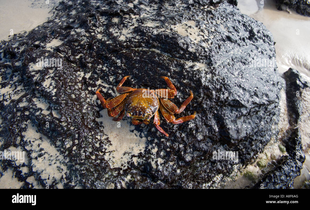 Sally lightfoot crab Grapsus grapsus at Punta Cormorant Stock Photo - Alamy