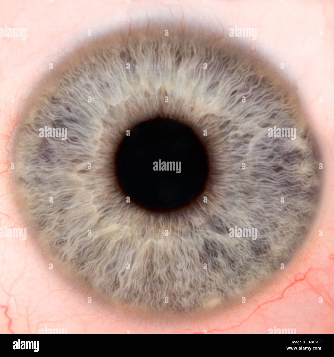 Pupille hi-res stock photography and images - Alamy