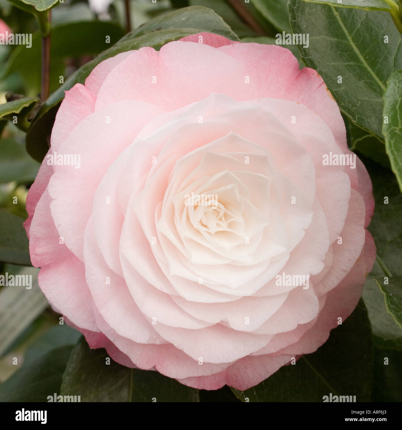 Pink formal double camellia hi-res stock photography and images - Alamy