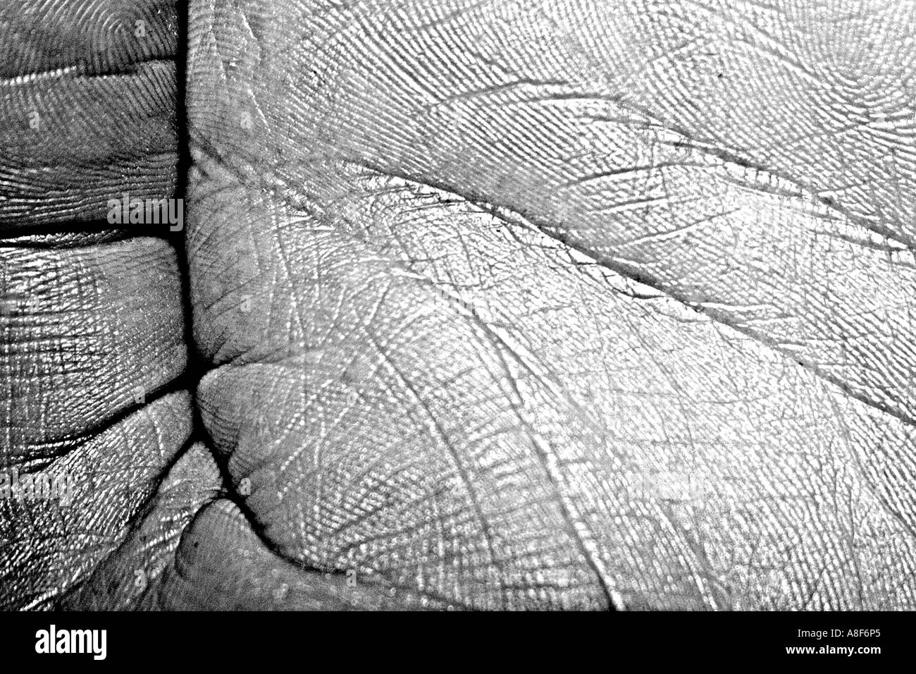 Hand palm lines hi-res stock photography and images - Alamy