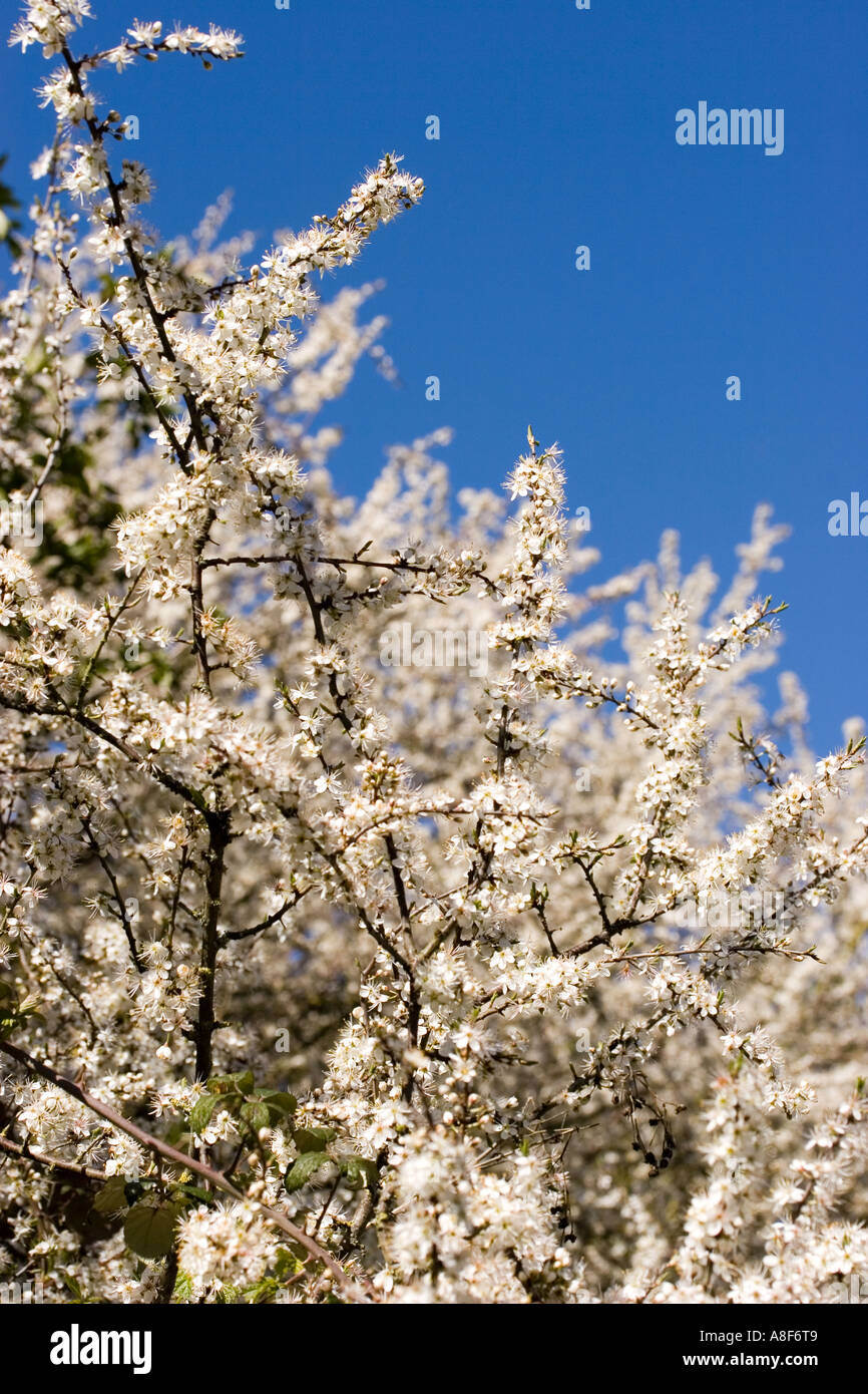 Blackthorn Prunus Spinosa Stock Photo - Alamy