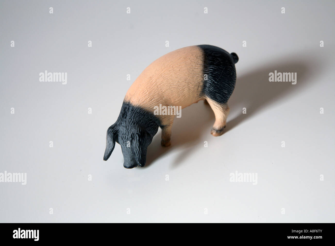 Genetically modified pig hi-res stock photography and images - Alamy