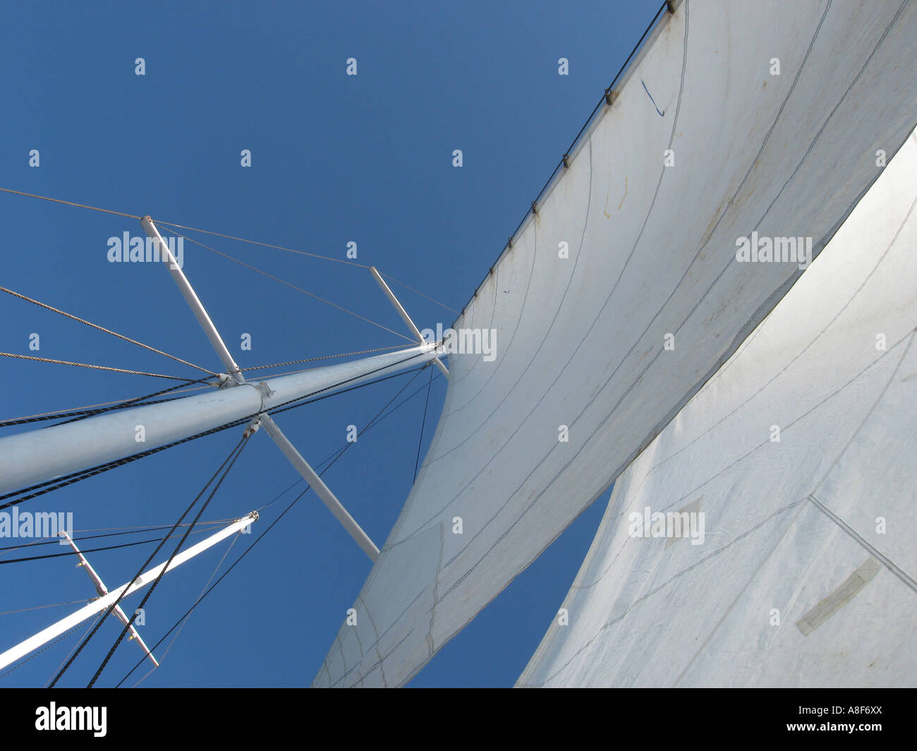 Cachalote hi-res stock photography and images - Alamy