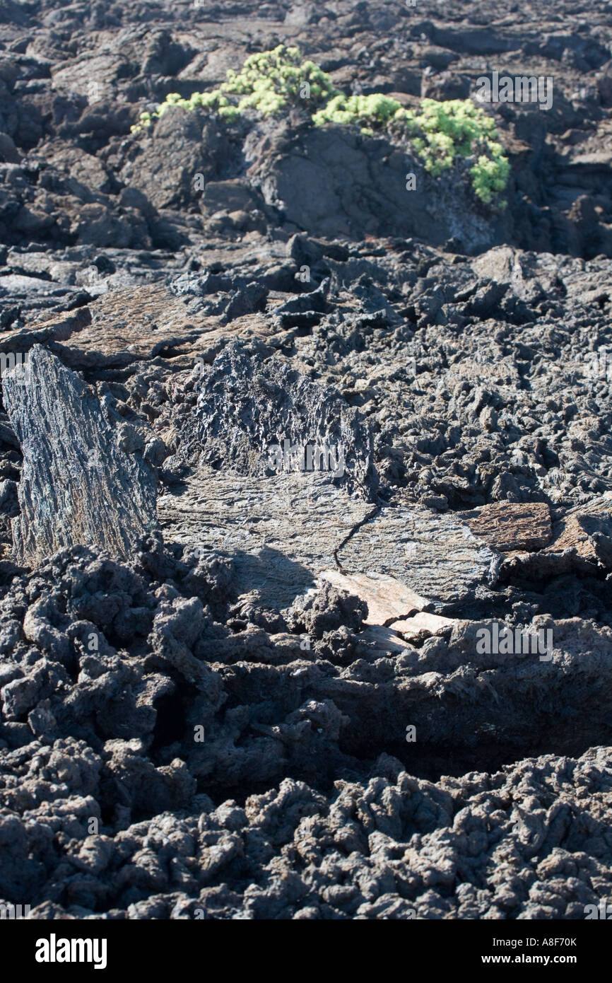 The volcanic lava near Punta Moreno on the island of Isabela the ...