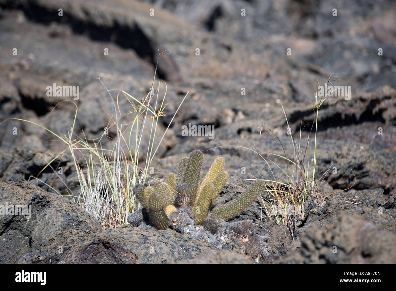 Lava Cactus and grasses Stock Photo - Alamy