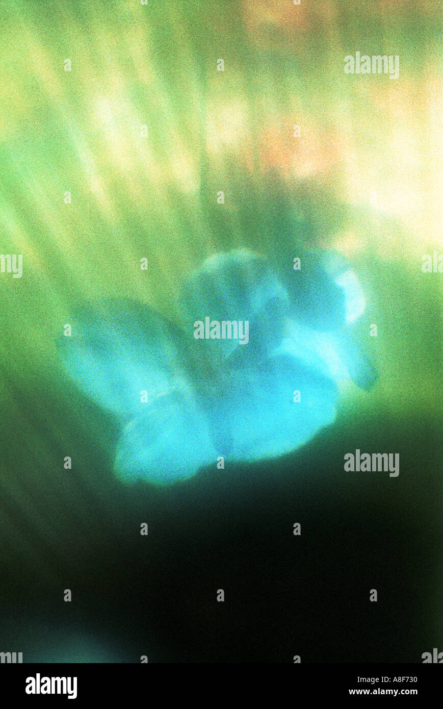 Himalayan poppy wild hi-res stock photography and images - Alamy