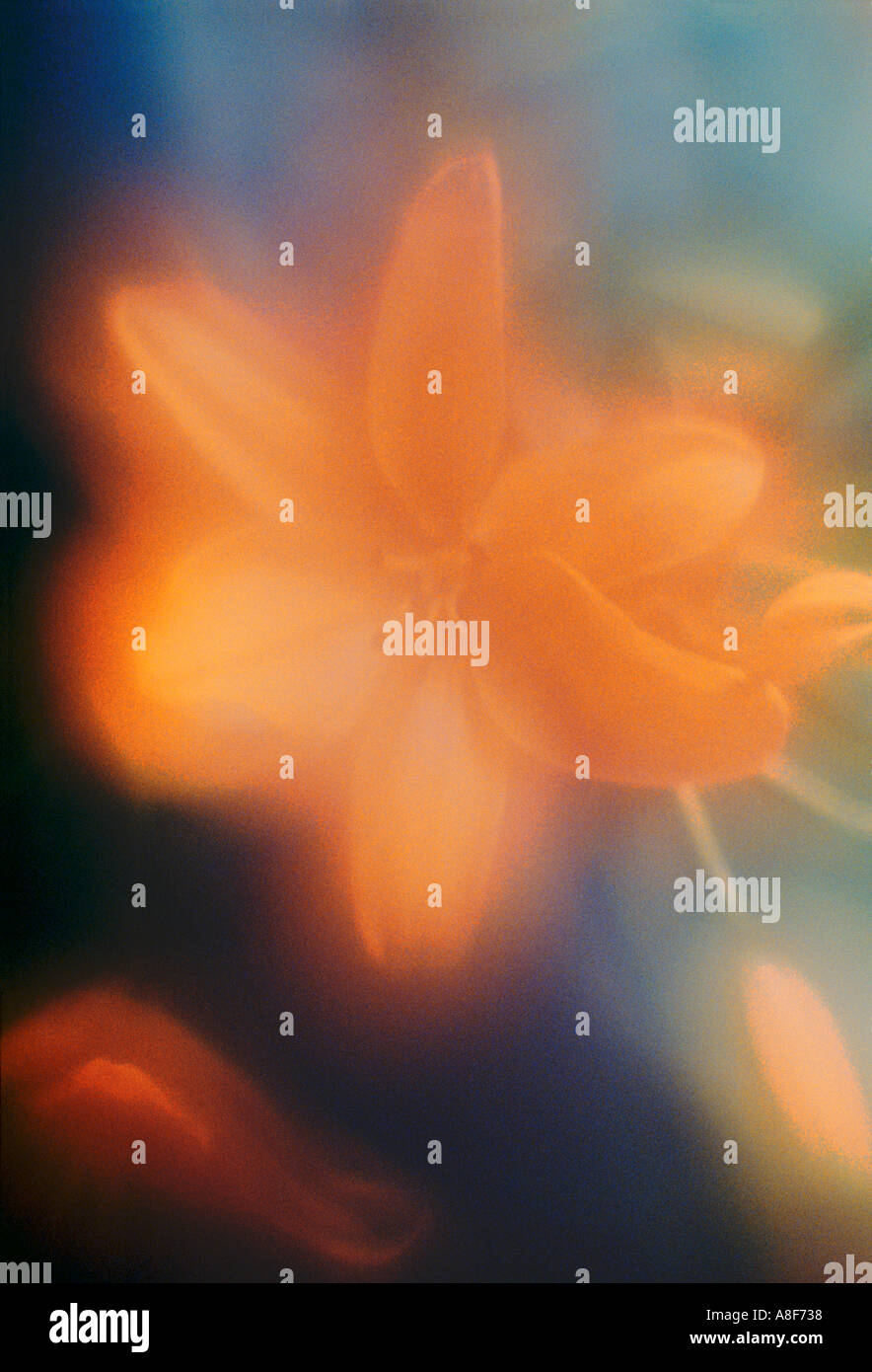 Orange Lily with soft focus effect Stock Photo - Alamy