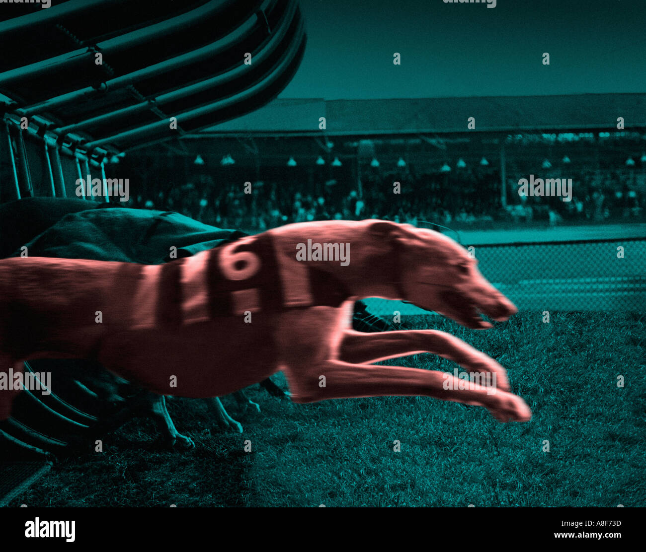 Greyhound trap hi-res stock photography and images - Alamy
