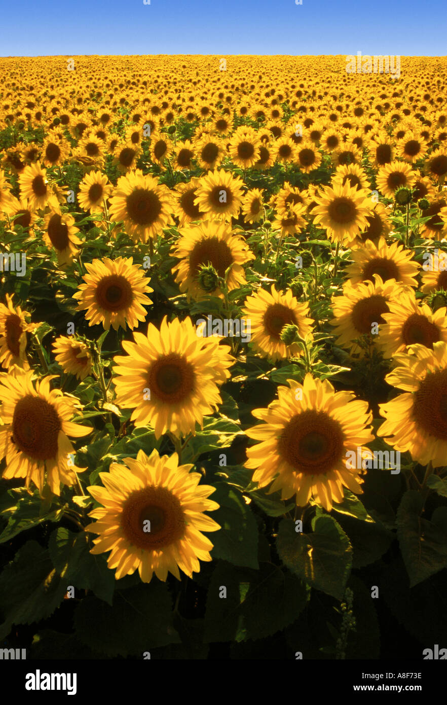 Yellow sunflowers on field hi-res stock photography and images - Alamy
