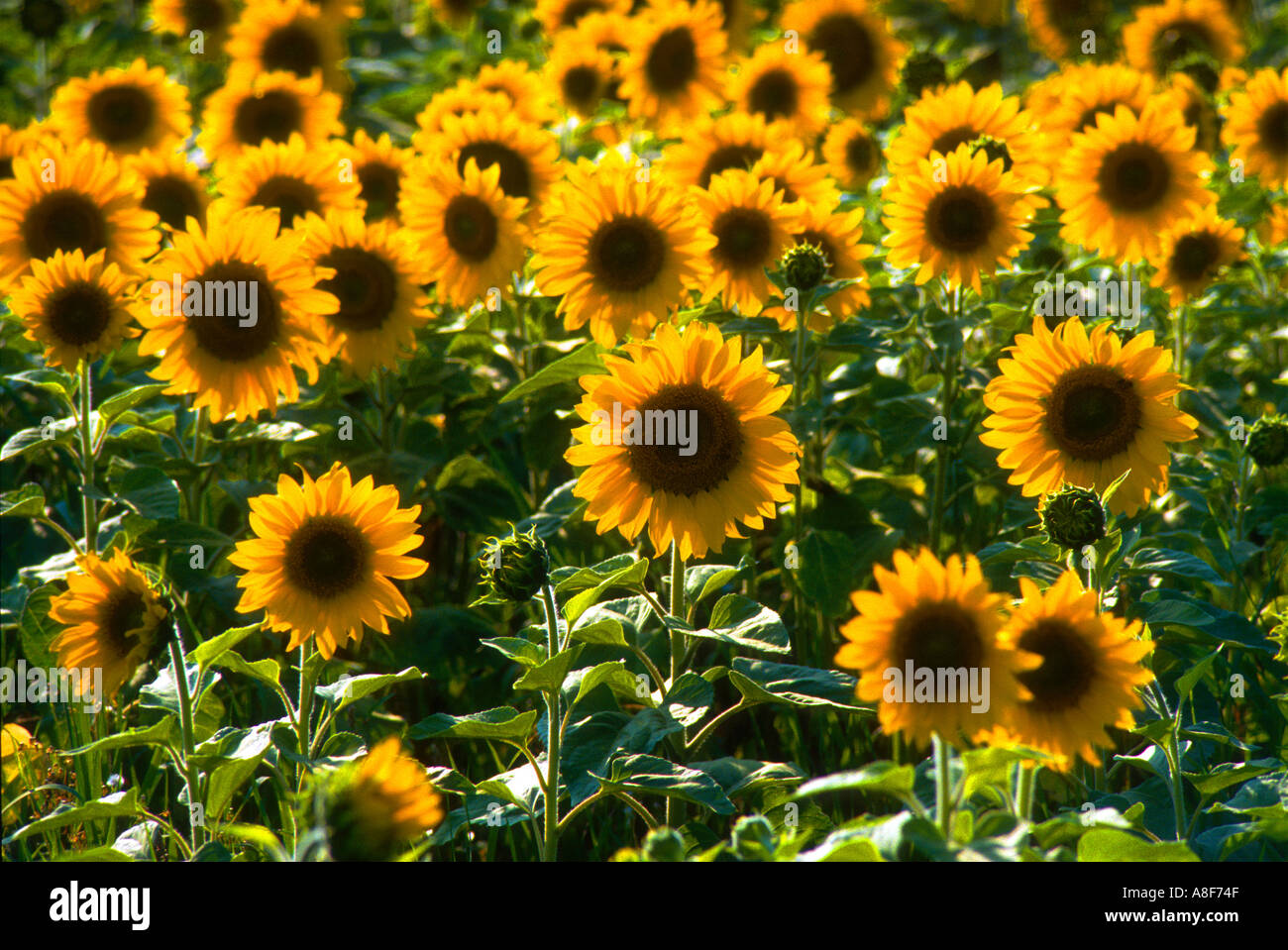 Sunflowers growing in field full hi-res stock photography and images ...