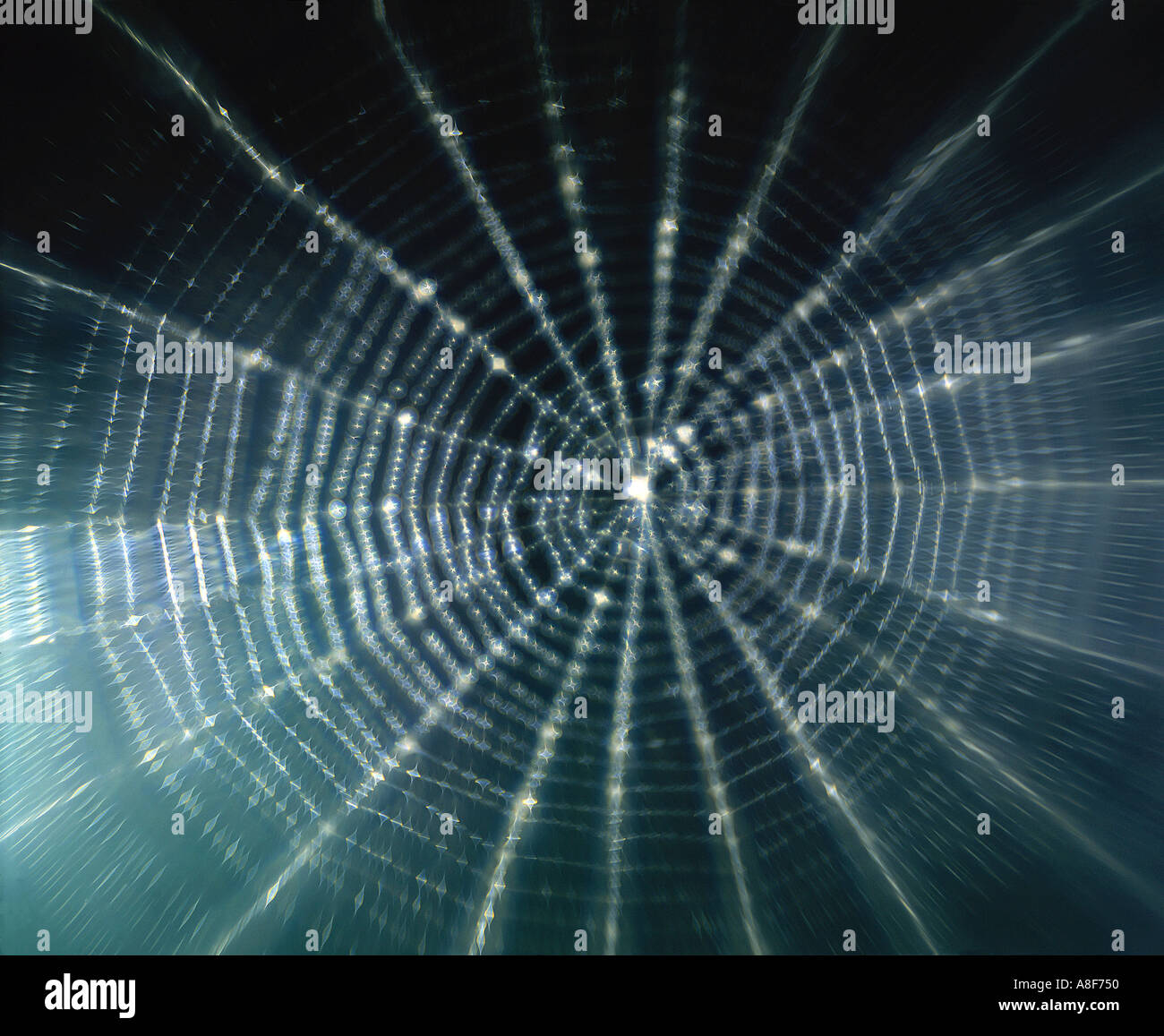 Sparkling cobweb hi-res stock photography and images - Alamy