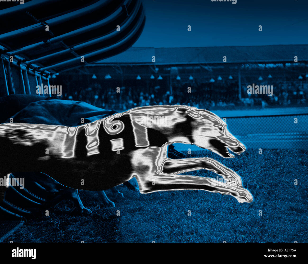 Greyhound leaving starting trap Stock Photo - Alamy