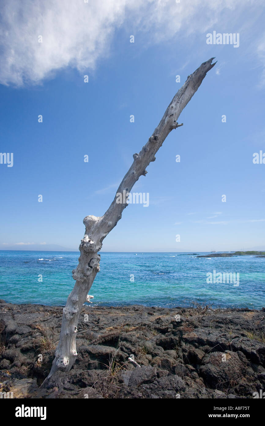 Lava and dead tree at Punta Moreno on Isabela Island Galapagos Ecuador ...