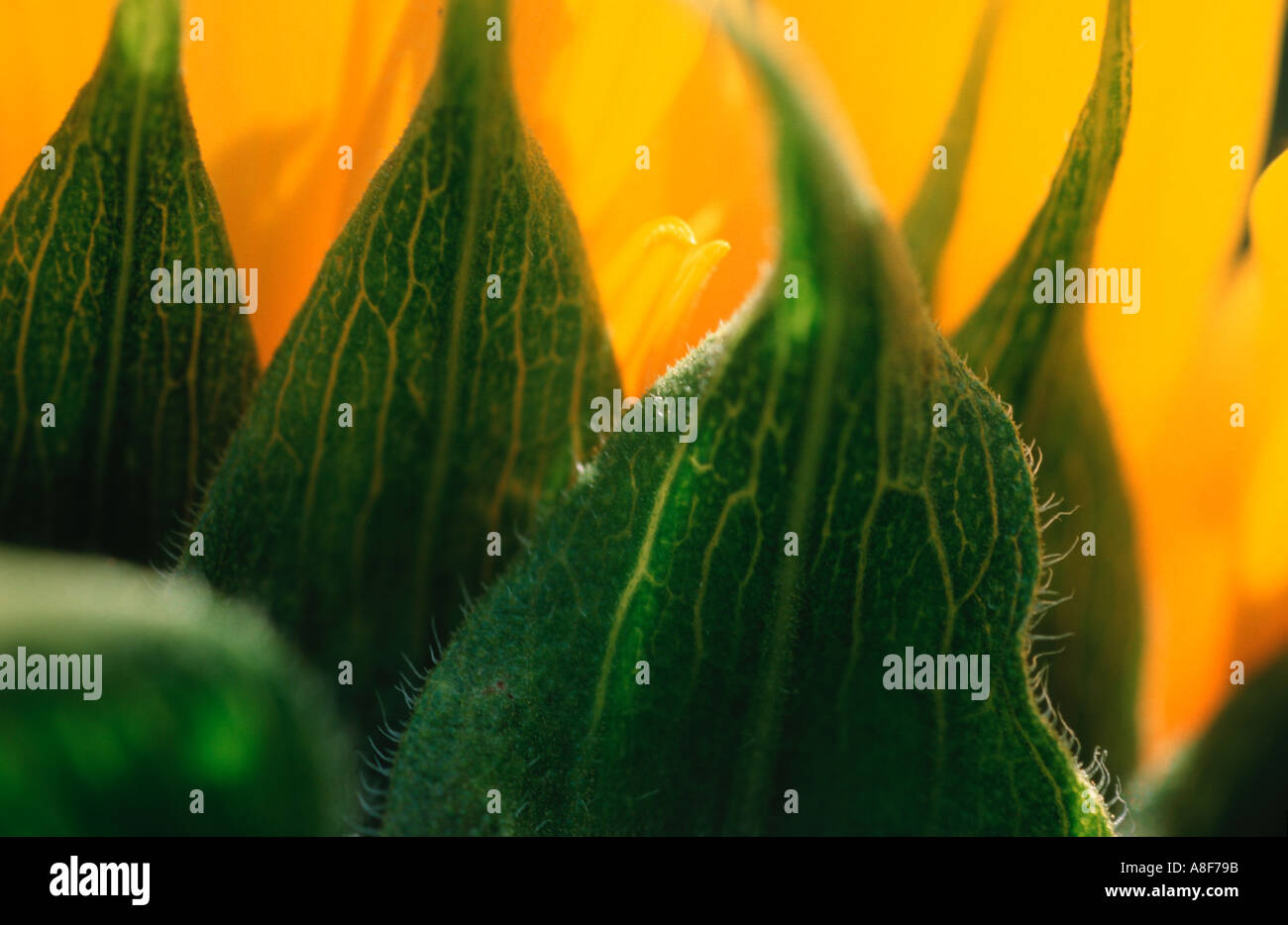 Detail of sunflower (Helianthus annuus) petals Stock Photo - Alamy