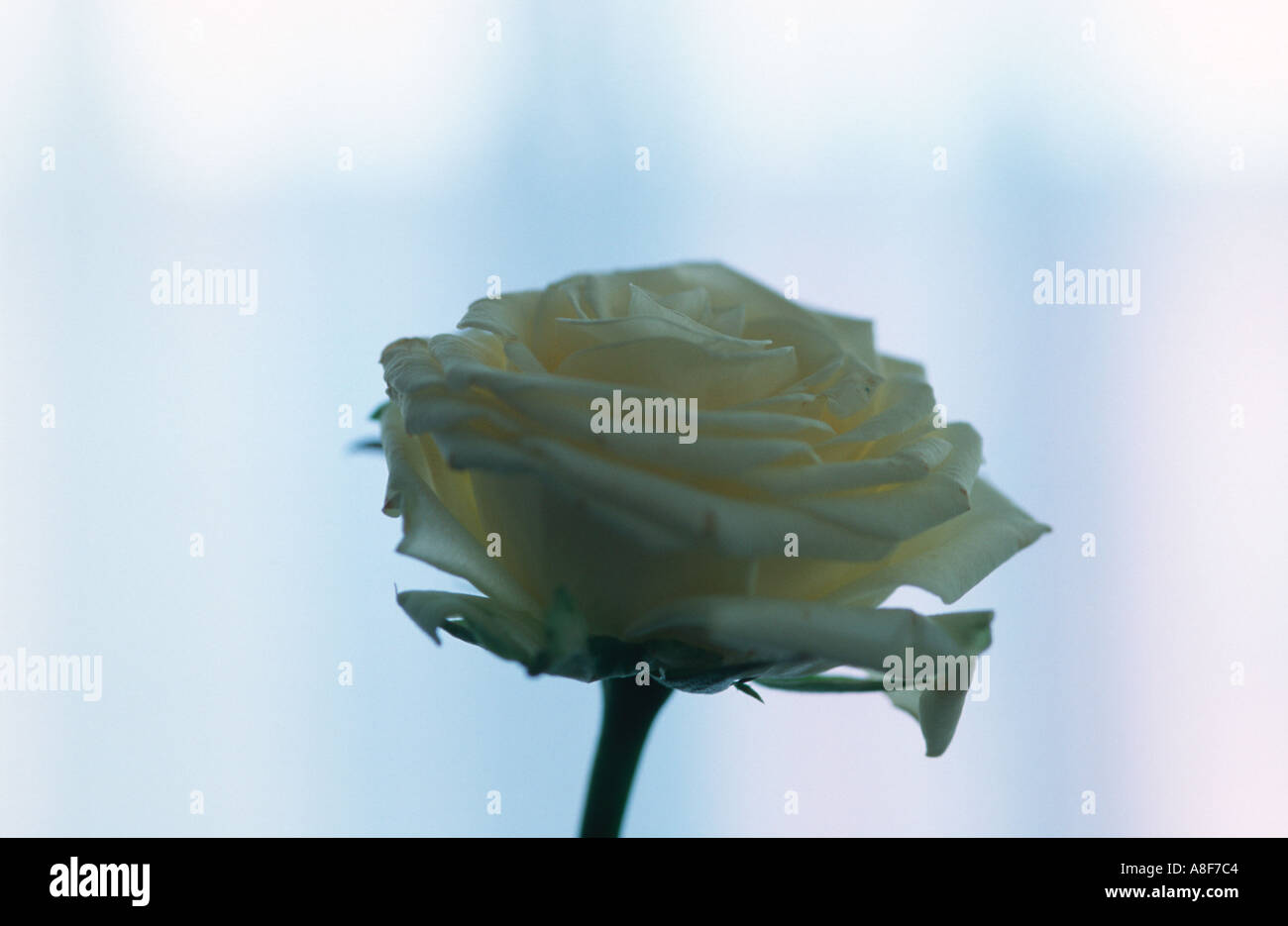 Backlit white rose, Germany Stock Photo - Alamy