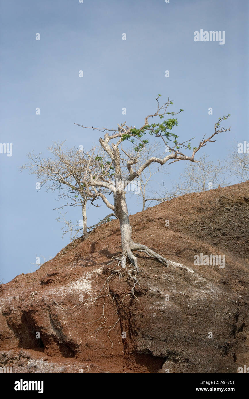 Survival of a tree on lava Isabela the largest Island of the Galapagos ...