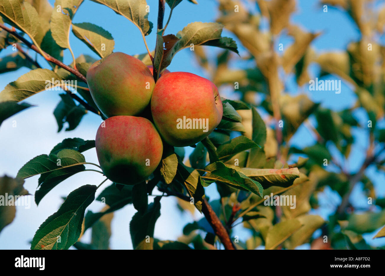 Apple farm, Friedrichshafen Baden-Wuerttemberg Germany Stock Photo - Alamy