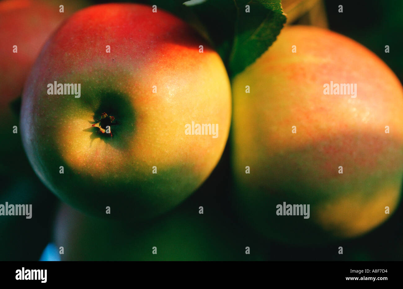 Apple farm, Friedrichshafen Baden-Wuerttemberg Germany Stock Photo - Alamy